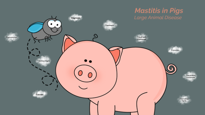 Mastitis in Pigs by Sarah Connolly on Prezi