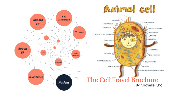 Cell Travel Brochure by michelle choi on Prezi