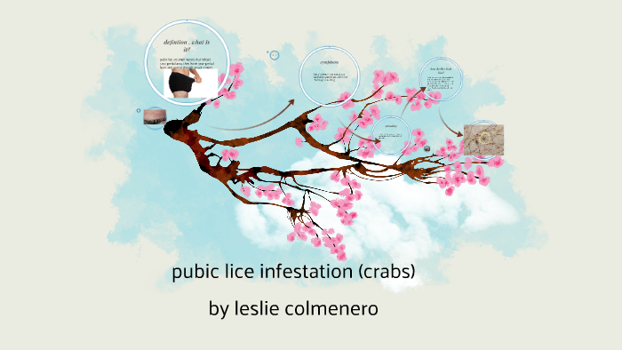 pubic lice infestation (crabs) by leslie colmenero on Prezi