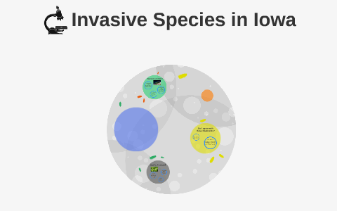 Invasive Species in Iowa by Skye Silvermann on Prezi