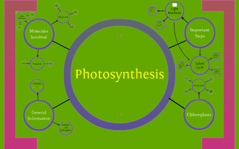 Photosynthesis Concept Map by Kevin Tresselt on Prezi