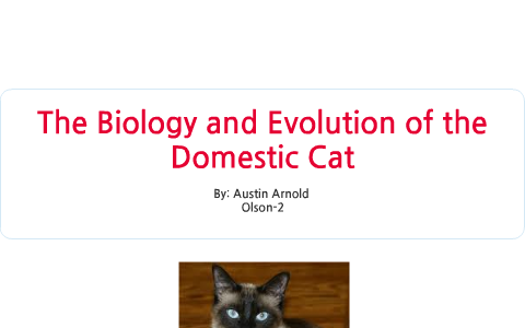 The Evolution of a Cat by austin arnold on Prezi
