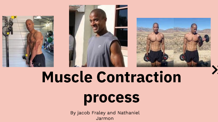 muscle contraction by jacob fraley on Prezi