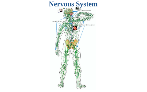Nervous System Concept Map by Jared Gorbich