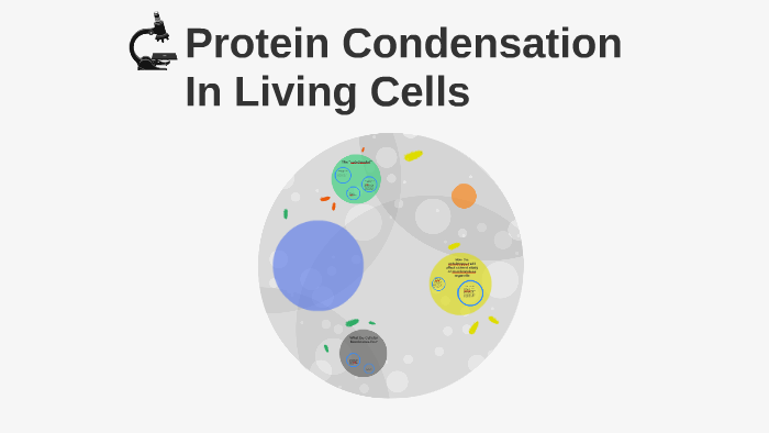 Protein Condensation In Living by John Gojcevic on Prezi
