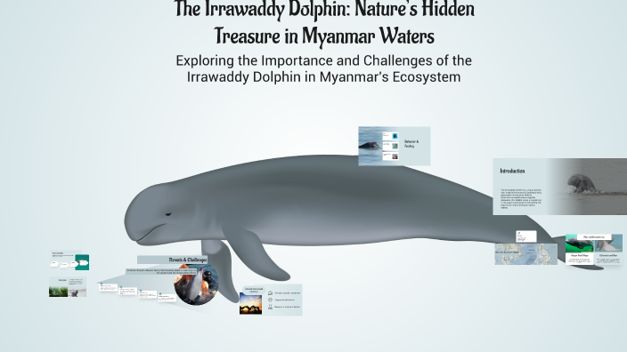 The Irrawaddy Dolphin: Nature’s Hidden Treasure in Myanmar Waters by ...