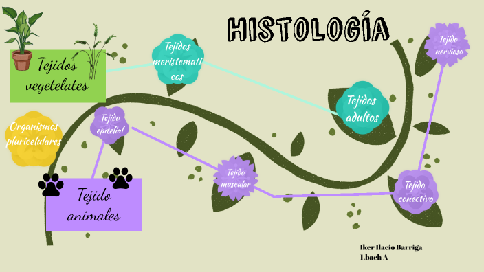 Tejidos vegetales y animales by IKER I on Prezi