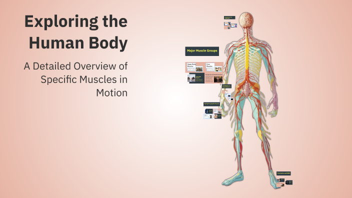 Exploring the Human Body by Divya Chandula on Prezi