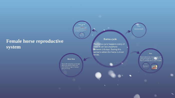 Female horse reproductive system by Isaiah Gillespie on Prezi