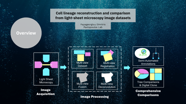 Cell lineage reconstruction and comparison from light-sheet microscopy ...