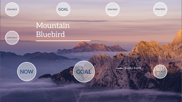 Mountain Bluebird by Kaylee Ratliff on Prezi