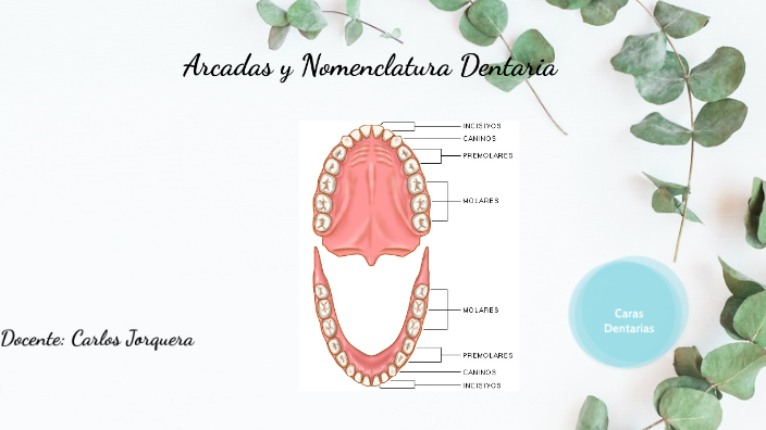 arcada dentaria y nomenclatura by valentina coloma on Prezi