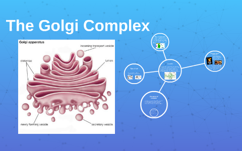 The Golgi Complex by on Prezi