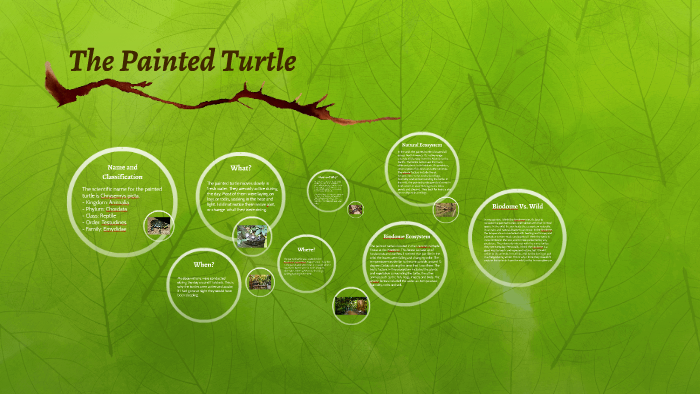 The Painted Turtle by Emily C on Prezi