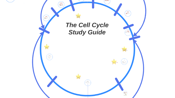 The Cell Cycle Study Guide by Andrea Tufekcic on Prezi