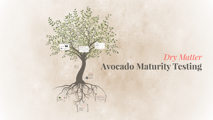 Avocado Maturity Testing by Diego Ulloa Iglesias on Prezi