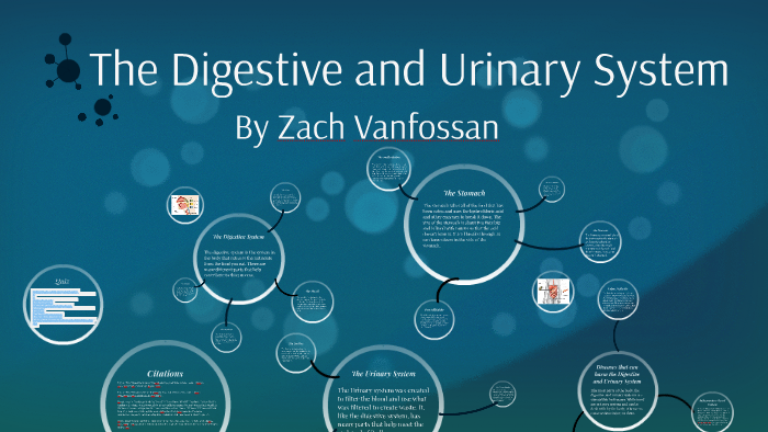 The Digestive and Urinary System by Zach Vanfossan on Prezi