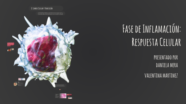 Fase de Inflamación: Respuesta Celular by valentina martinez chaparro ...