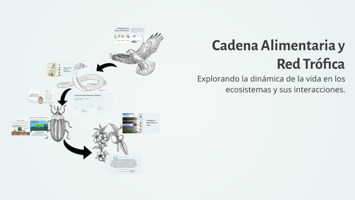 Cadena Alimentaria y Red Trófica by Lizbeth Gonzalez on Prezi