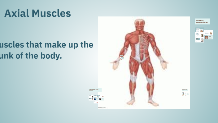 Axial Muscles by Lillie Farley on Prezi