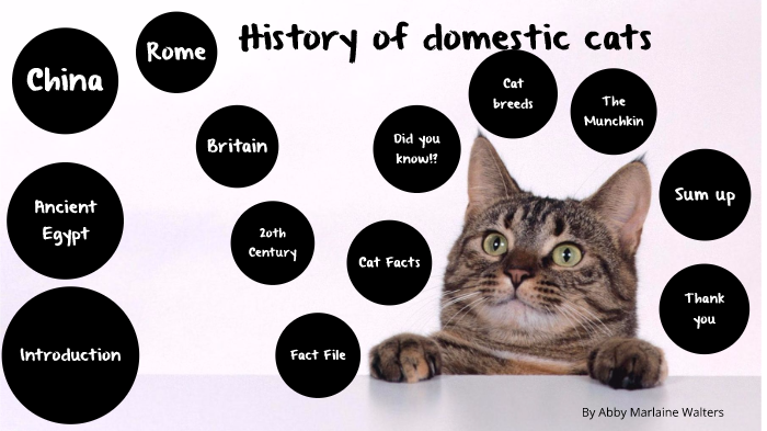 History Of Domestic Cats Timeline – NXULY
