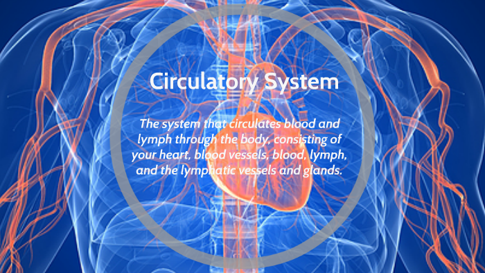 Circulatory System by tiger petunia on Prezi