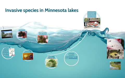 Invasive species in Minnesota lakes by mason palmquist on Prezi