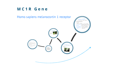 MC1R Gene in Homo sapiens by Jacqueline Little on Prezi
