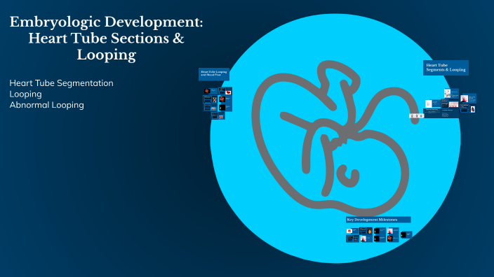 Embryologic Development of the Heart by Angela Hernandez on Prezi