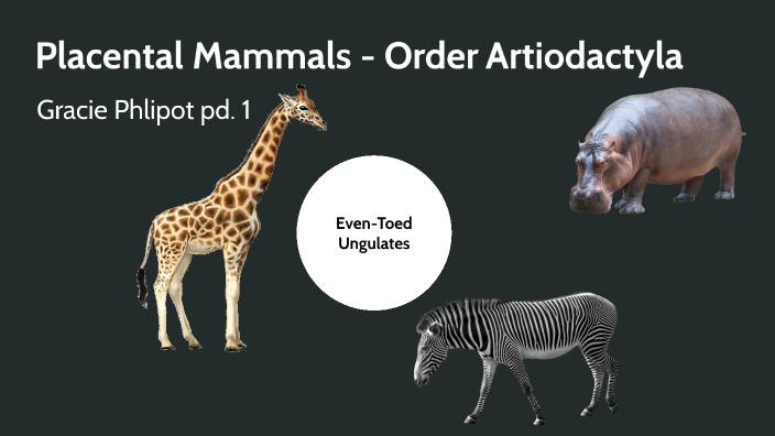 Zoology.Placental Mammals - Order Artiodactyla by Gracie P. on Prezi