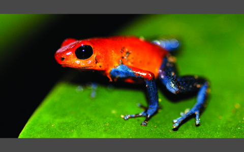 The Poison Dart Frog! by Alexis Tittle on Prezi