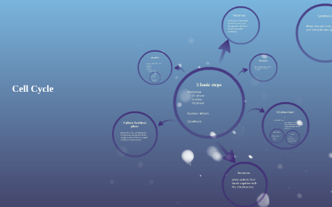Cell Cycle by Stavriana Halakos on Prezi