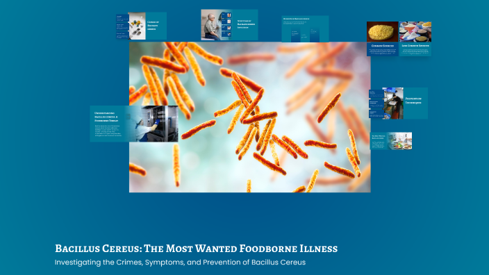 Bacillus Cereus: The Most Wanted Foodborne Illness by Laythan ...