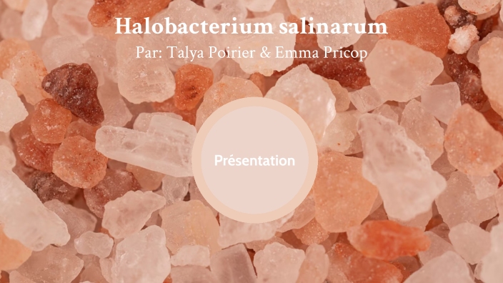Halobacterium salinarum by Talya Poirier on Prezi