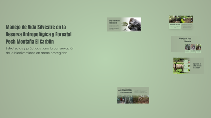 Manejo de Vida Silvestre en la Reserva Antropológica y Forestal Pech Montaña El Carbón by Ángel ...