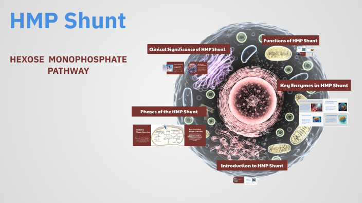 Understanding HMP Shunt by Donia on Prezi