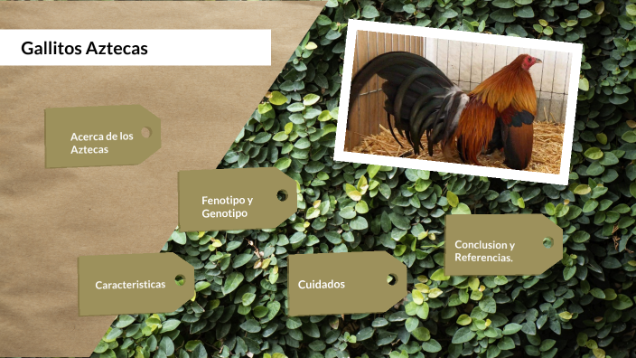 Gallo Miniatura Azteca by Carlos Silviano Garcia Rayas on Prezi