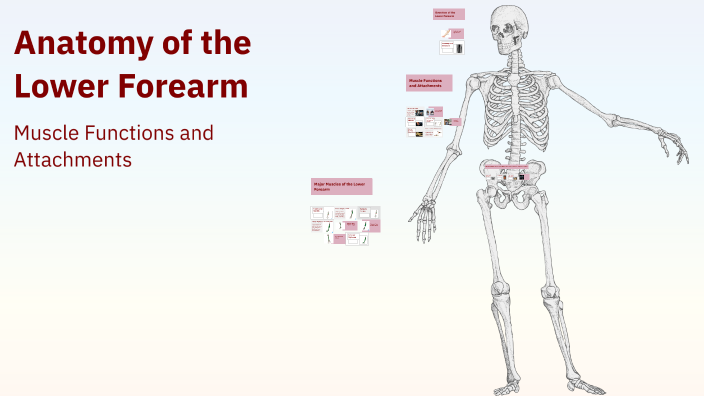 Anatomy of the Lower Forearm by Pola Nowak on Prezi