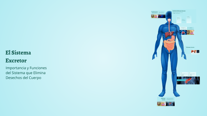 El Sistema Excretor by leocadis pertuz on Prezi