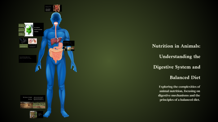 Nutrition in Animals: Understanding the Digestive System and Balanced ...
