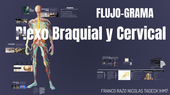 Plexo Braquial y Cervical by FRANCO RAZO NICOLAS TADECK on Prezi