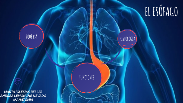 Esofago by Marta Iglesias on Prezi