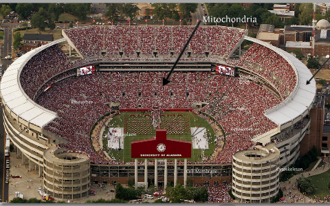 Cell Analogy Poster by Ryan Barabe on Prezi