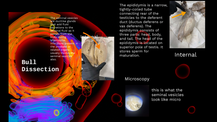 Bull Dissection by Drake Tanner on Prezi