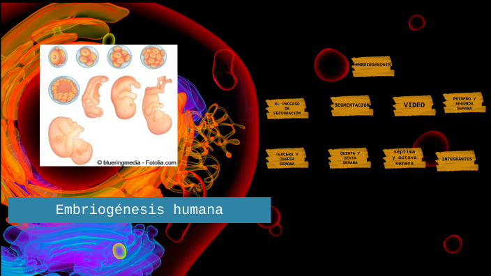 Embriogénesis humana by LUZ ELIANA PAUCAR YOVERA on Prezi