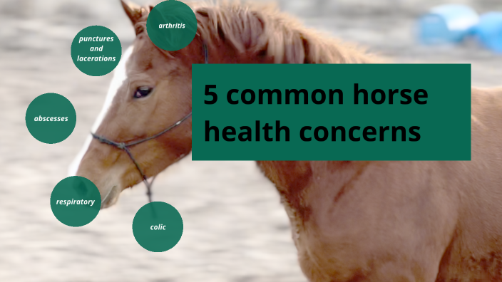 5 Common horse health concerns by alana howard on Prezi