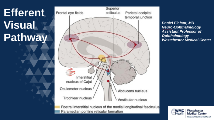 Efferent Visual Pathway by Daniel Elefant on Prezi