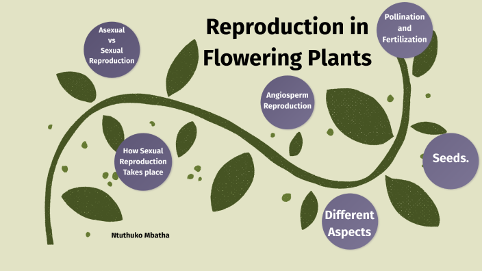 Reproduction in Flower Plants by Ntuthuko Mbatha on Prezi