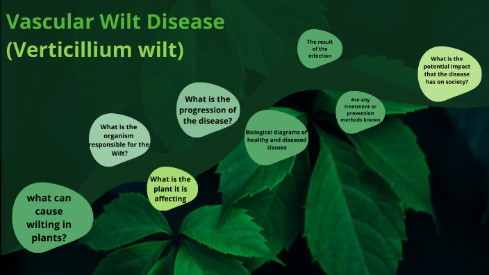 Vascular Wilt disease by samia nauman on Prezi