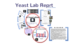 Yeast Lab Report by Justice Krumwiede on Prezi